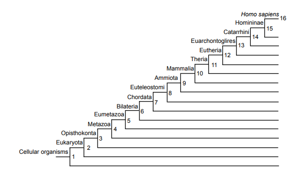 How to draw the Figure S1 picture “Phylogenetic tree of the 16 ...