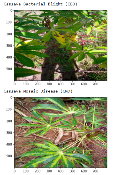 Github Anokyeken Cassavadiseasepredictor Computer Vision With Deep Learning For Cassava Plant