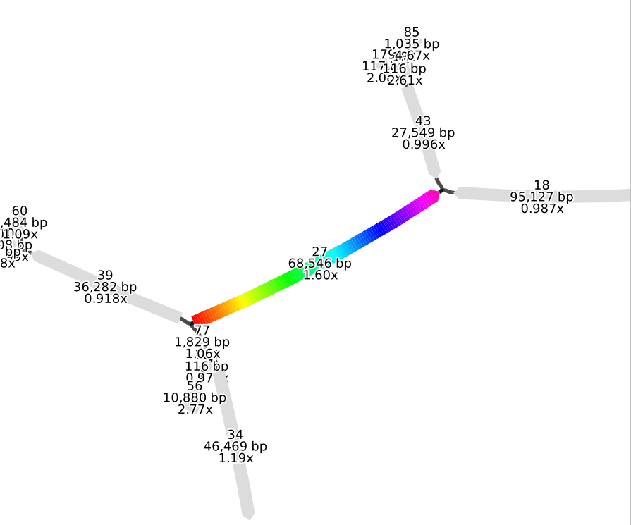 correcting multiplicity in 001_best_spades_graph.gfa does not improve ...