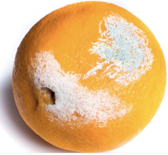 GitHub - KietTruonggg/Fruit_Classification: Fruit Classification using ...