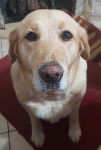 GitHub - pdep-utn-frd/23-bienvenidos-LautaroVienny: 23-bienvenidos-LautaroVienny created by ...