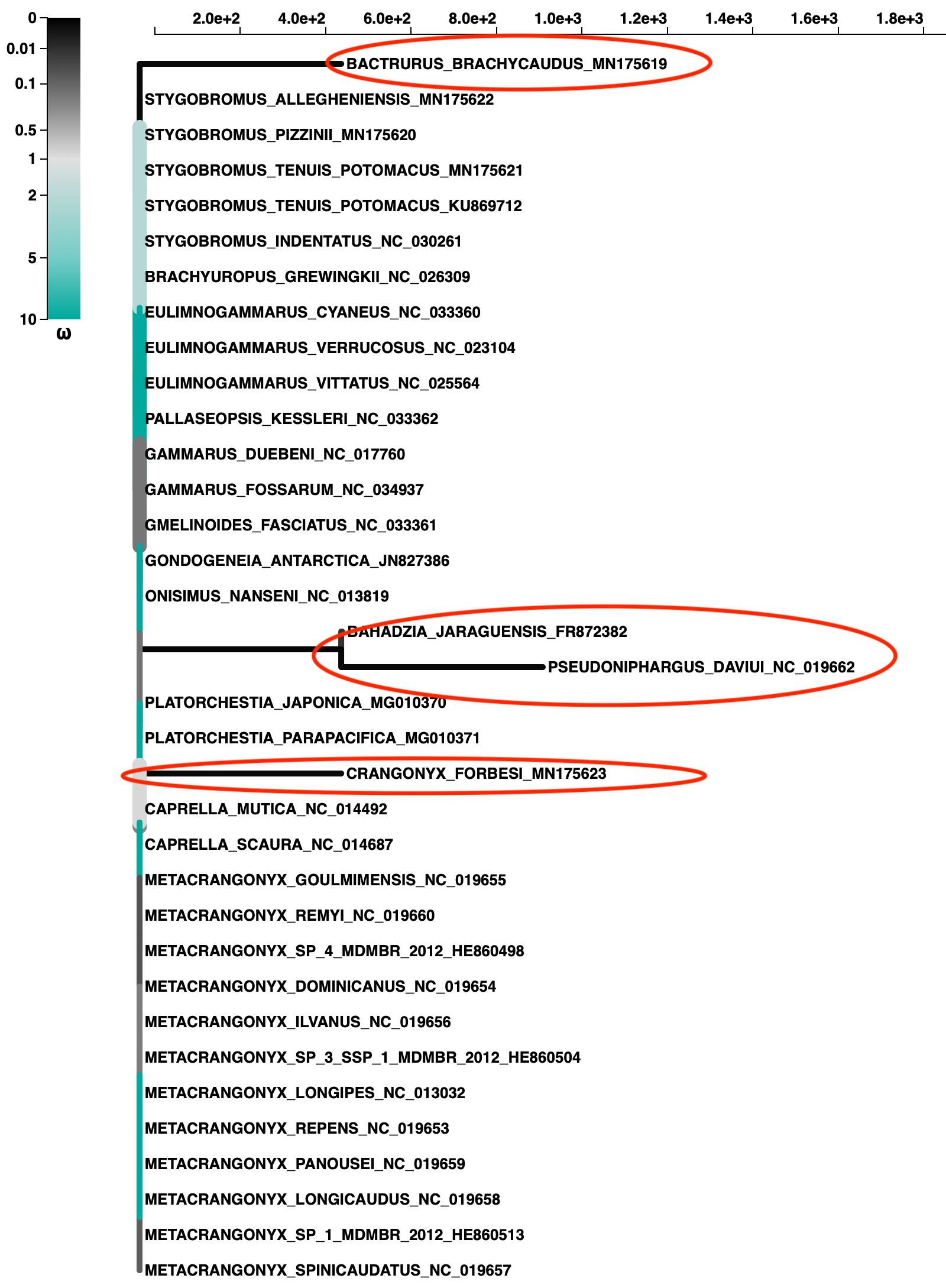 aBSREL tree internal branch/node not resolved · Issue #1267 · veg/hyphy · GitHub