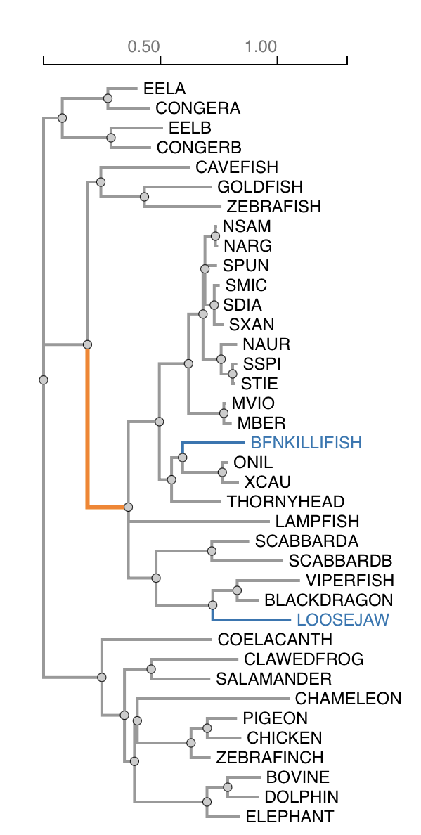Labeling phylogenetic tree programatically · Issue #40 · veg/hyphy-analyses · GitHub