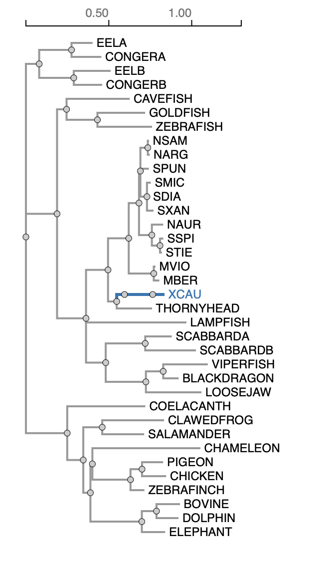 Effect of tree size on the power to detect diversifying selection at a single branch? · Issue ...
