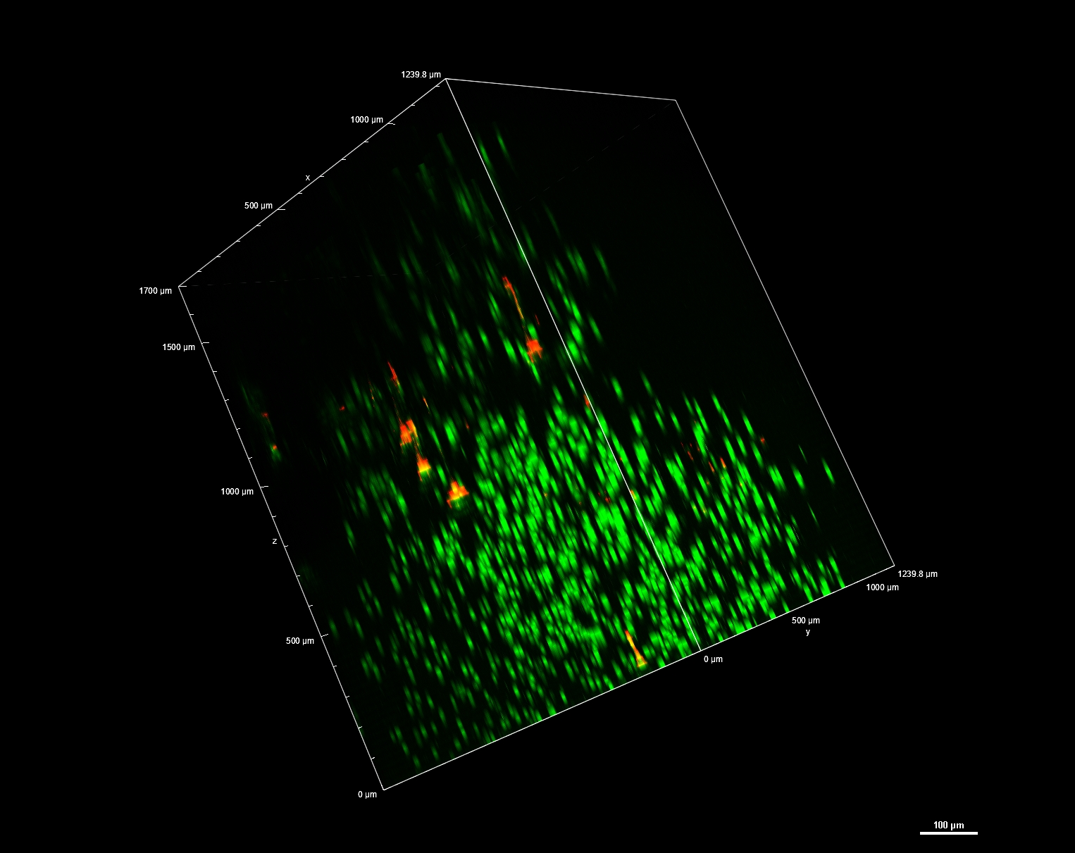 GitHub - belaperdomo/BIO-X6-prints: STL files and images of prints ...