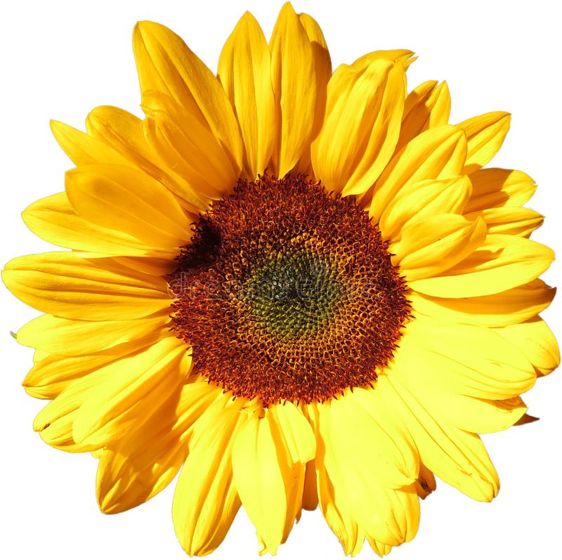 GitHub - Fayjaiy/Image-Encryption-and-Decryption-tool