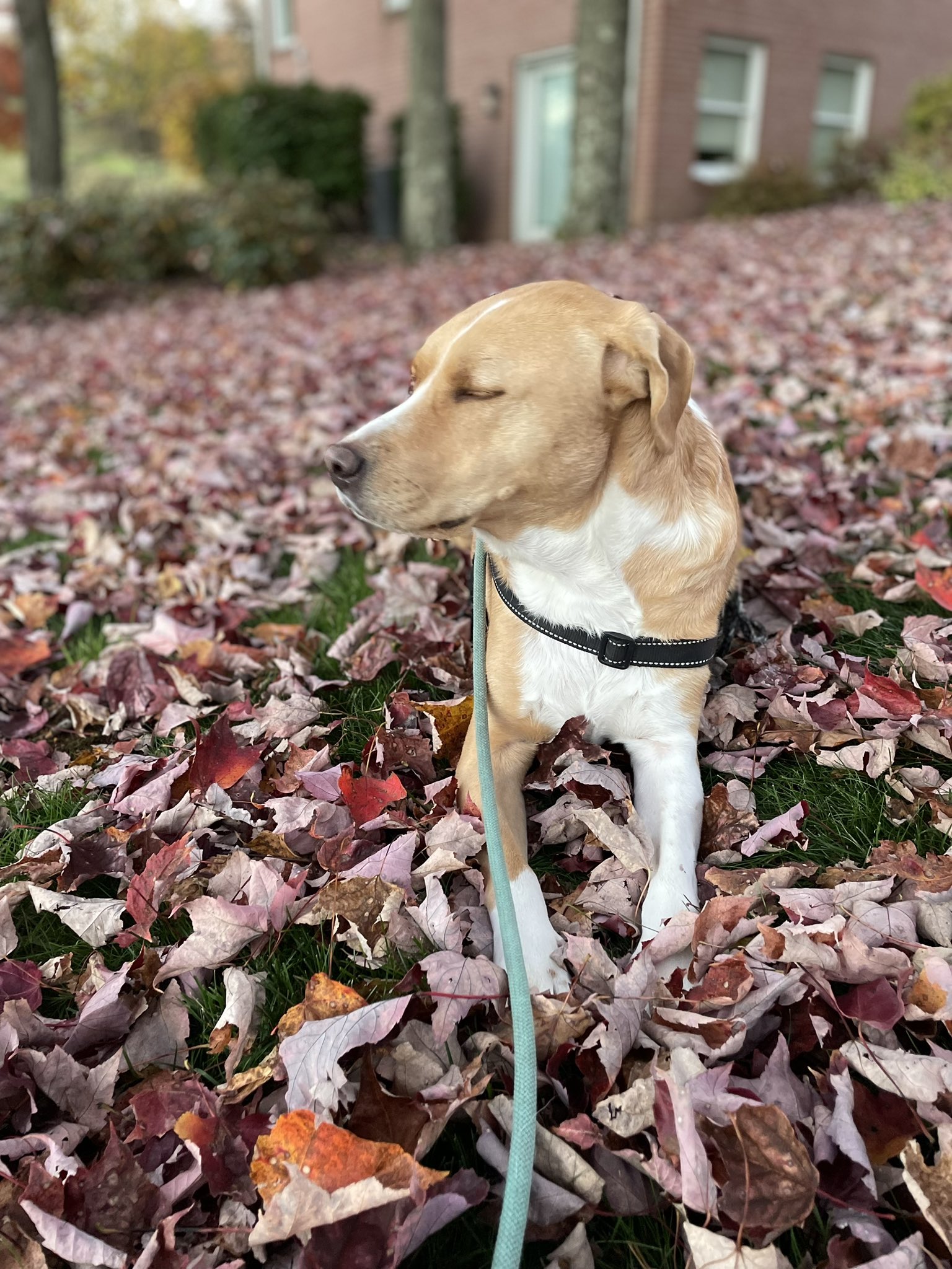 GitHub - alternategait/QuinnFiles