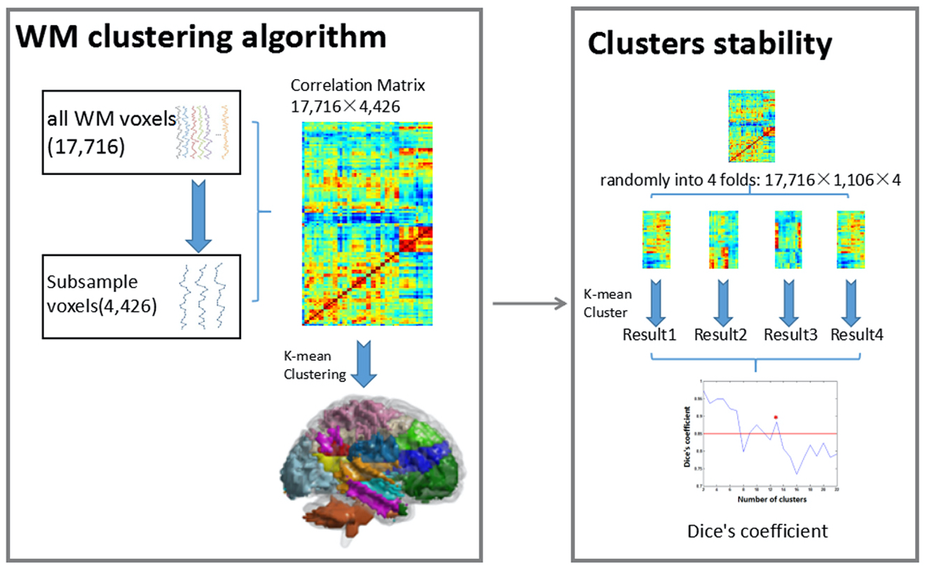 GitHub - YuchaoJiang91/White-Matter-Functional-Connectivity: White ...