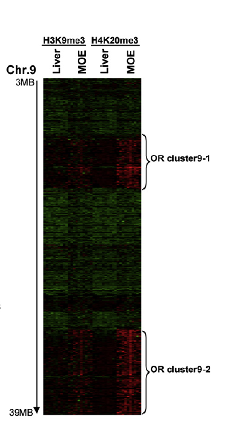 heatmap - name and position of gene of itnerest · Issue #1133 · deeptools/deepTools · GitHub