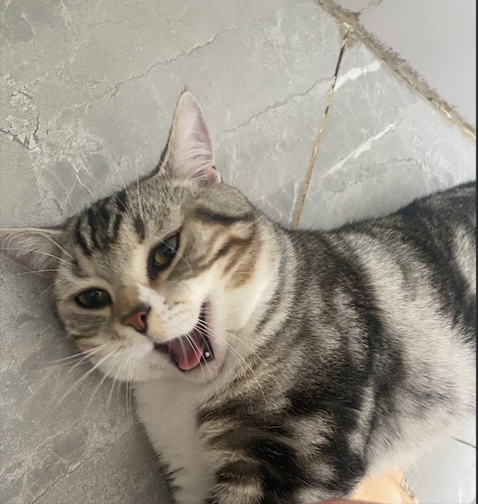 gtb-2022-hu-yuhan · GitHub