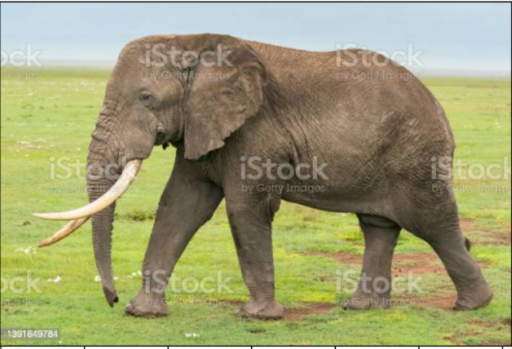 GitHub - Ccivam/Image-Segmentation