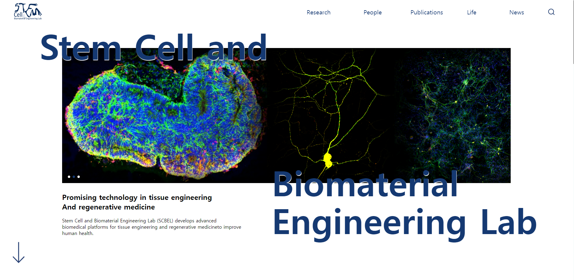 GitHub - BaekKiYeol/Yonsei-Lab-Hompage: 연세대학교 줄기세포 및 생체재료 공학 연구실 홈페이지 리뉴얼
