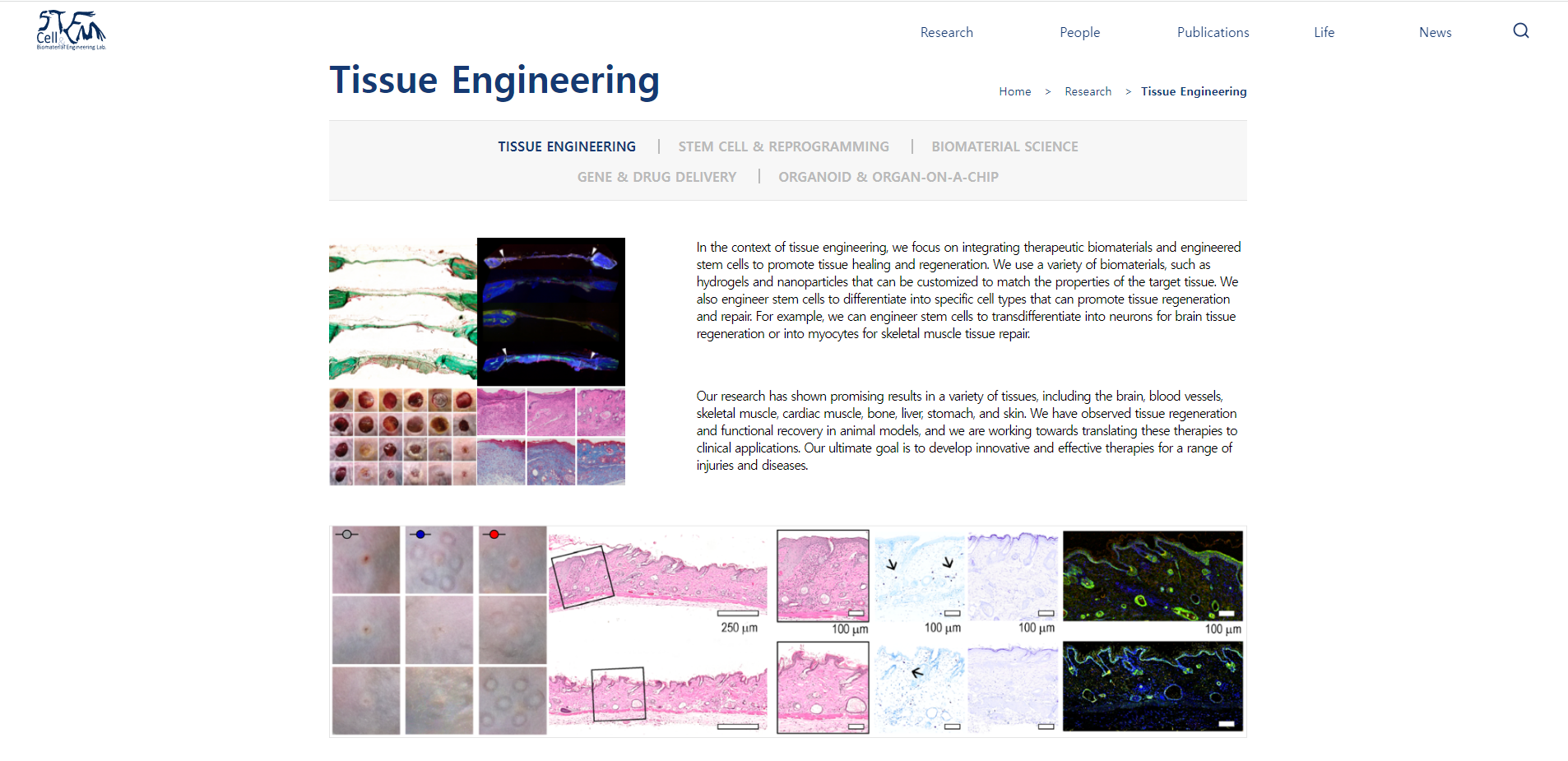 GitHub - BaekKiYeol/Yonsei-Lab-Hompage: 연세대학교 줄기세포 및 생체재료 공학 연구실 홈페이지 리뉴얼