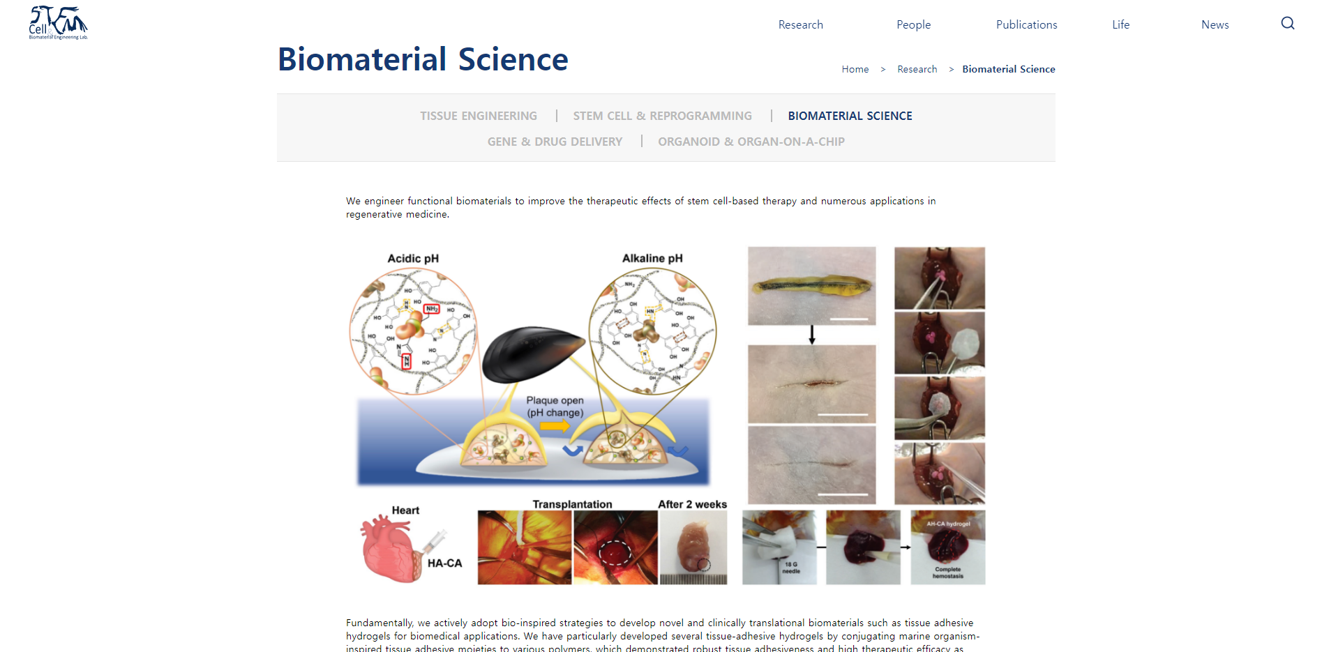 GitHub - BaekKiYeol/Yonsei-Lab-Hompage: 연세대학교 줄기세포 및 생체재료 공학 연구실 홈페이지 리뉴얼