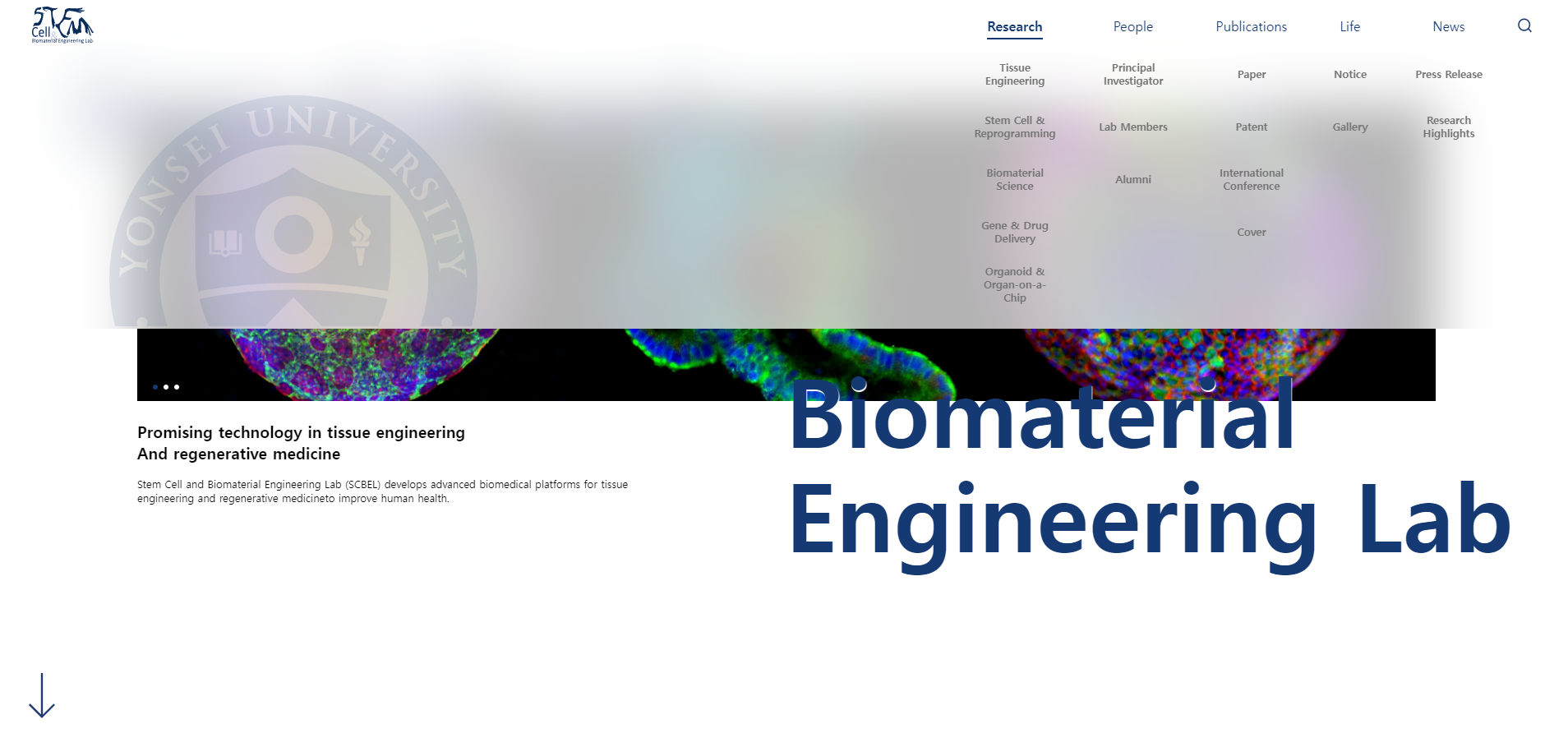 GitHub - BaekKiYeol/Yonsei-Lab-Hompage: 연세대학교 줄기세포 및 생체재료 공학 연구실 홈페이지 리뉴얼