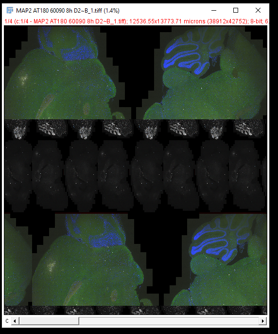 Large TIFF files glitch when opened · Issue #306 · fiji/fiji · GitHub