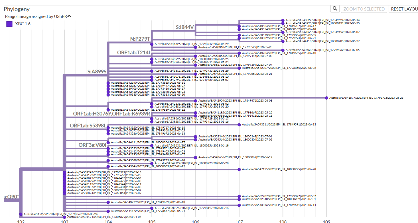 XBC.1.6+Orf1b:R712C+Orf7a:Q90* (67 seqs) · Issue #479 · sars-cov-2-variants/lineage-proposals ...