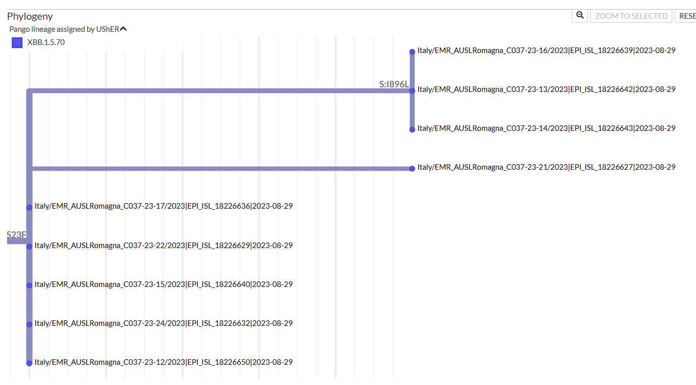 XBB.1.5.70/EG.5.1.1 recombinant in Italy(11 seqs) · Issue #796 · sars-cov-2-variants/lineage ...
