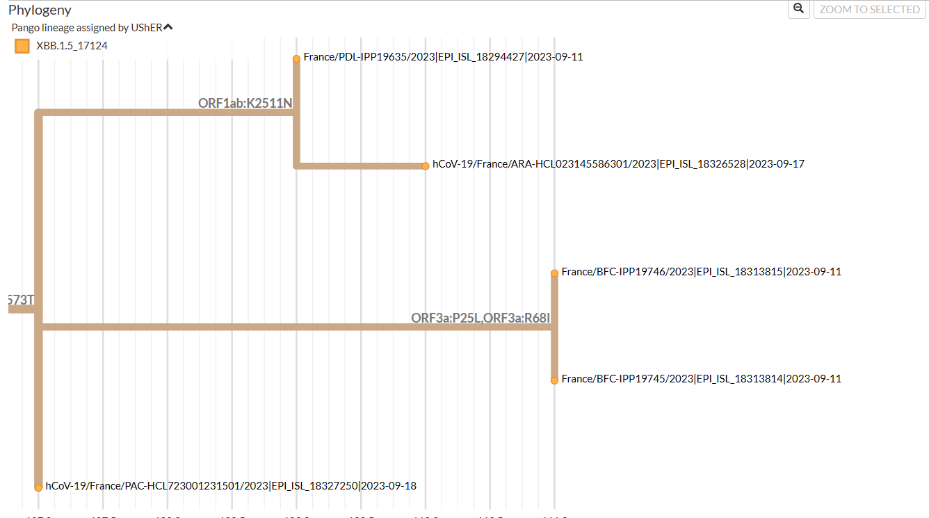 XCY: EG.5.1.3/GK.4 or GK.3.1 recombinant(52H+Flip+475V) (11 seqs, 4 countries) · Issue #887 ...