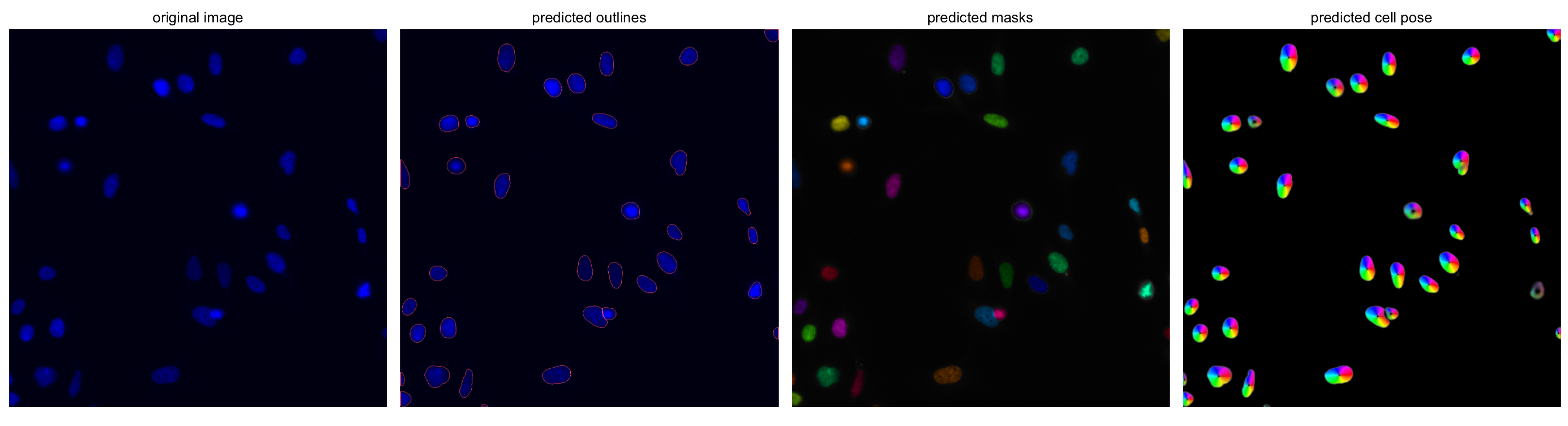Missing nucleus in nuclei segmentation · Issue #269 · MouseLand/cellpose · GitHub