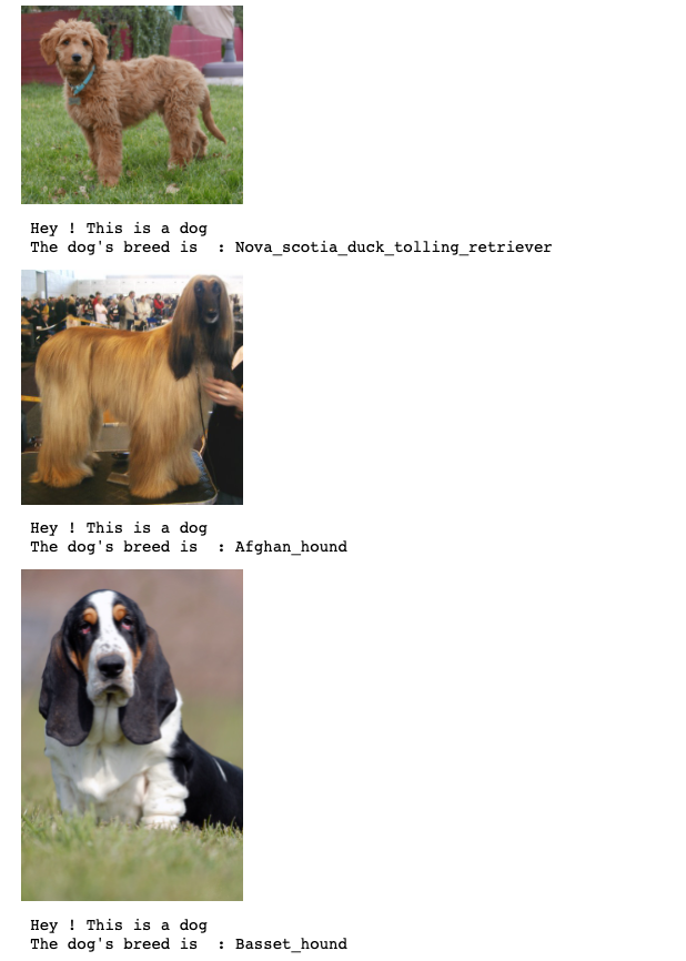 GitHub - ysprem/dog-breed-classifier: This repository contains code about a CNN that can ...