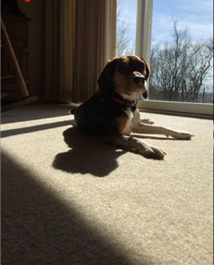 GitHub - AtoQing/Gamma-correction-image-processing