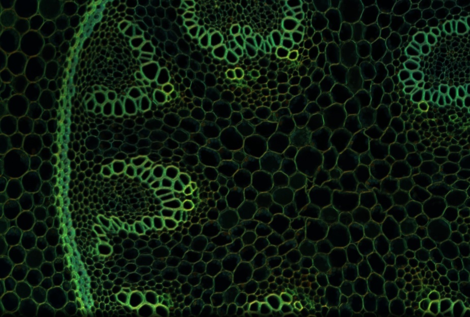 Displaying an RGB Image · Issue #71 · AllenCellModeling/aicspylibczi · GitHub