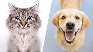 GitHub - kushal-022/Convolutional-Neural-Networks-Cat-Dog-Classifer