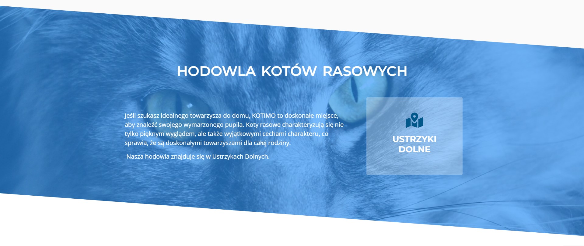 GitHub - bar-85/Kotimo-hodowla-kotow: Wordpress