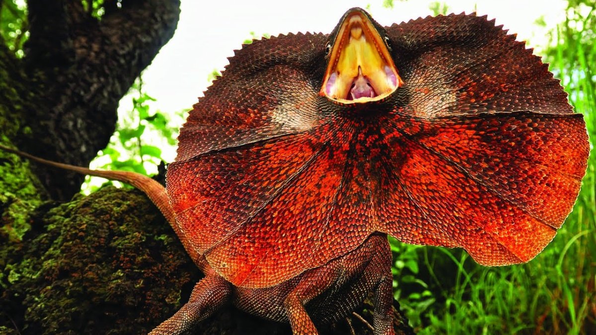 Github Alexzak888 Lizard