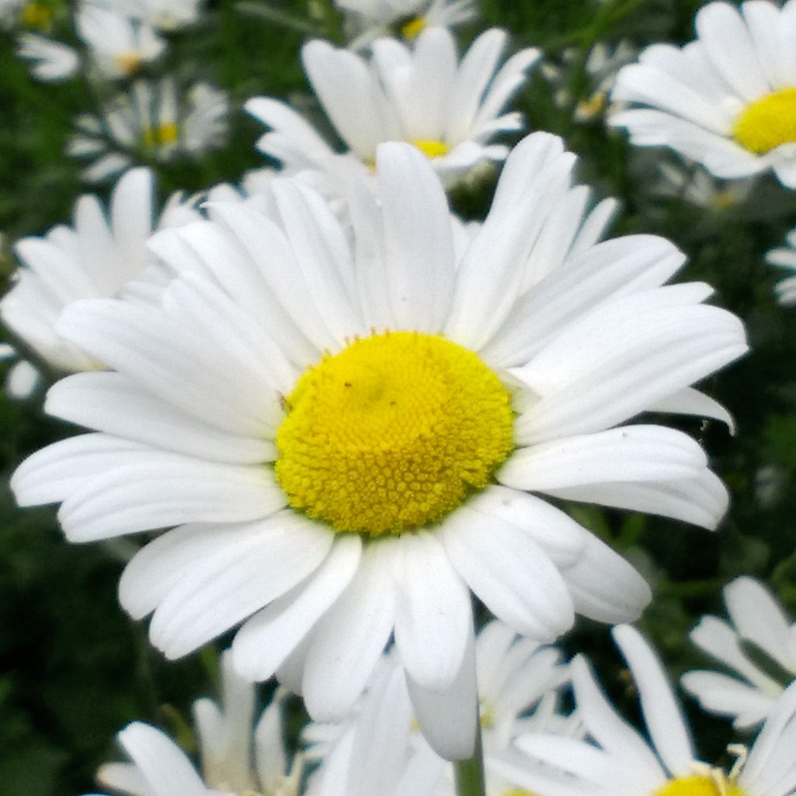 GitHub - MrChri5/ASCII-Art: ASCII Art generator