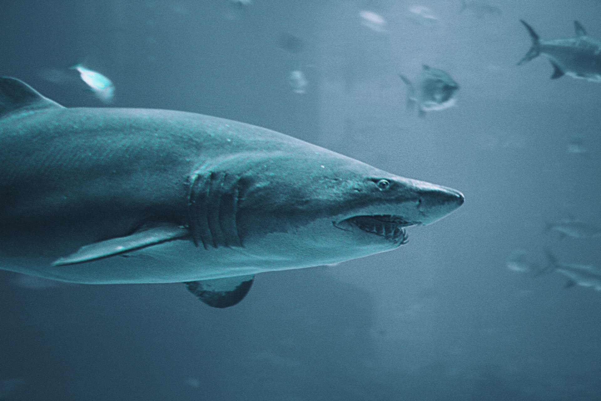 GitHub - LowCodeDataGirl/Shark-Attack-Analysis: This query contains ...