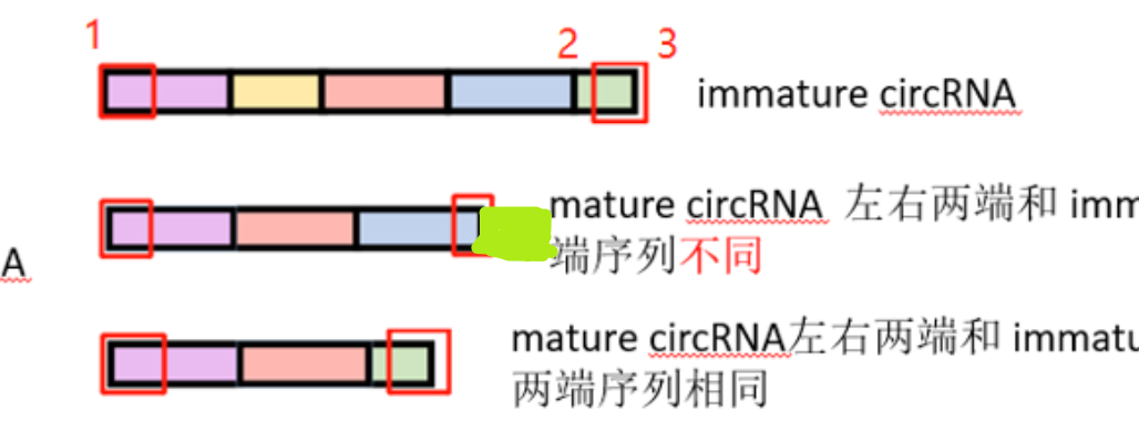 师兄师姐你们好，想了解一下circAtlas的问题。 · Issue #2 · bioinfo-biols/CIRI-full · GitHub