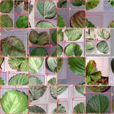 GitHub - sahilfaizal01/Strawberry_Leaf_Disease_Detection-YoloV5: An ...