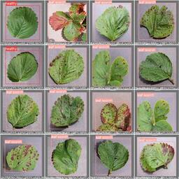 GitHub - sahilfaizal01/Strawberry_Leaf_Disease_Detection-YoloV5: An object detection model using ...