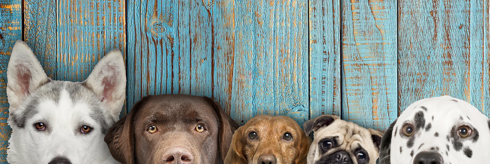 GitHub - Nosrey/Pi-dogs: mi proyecto individual para HENRY sobre dogs