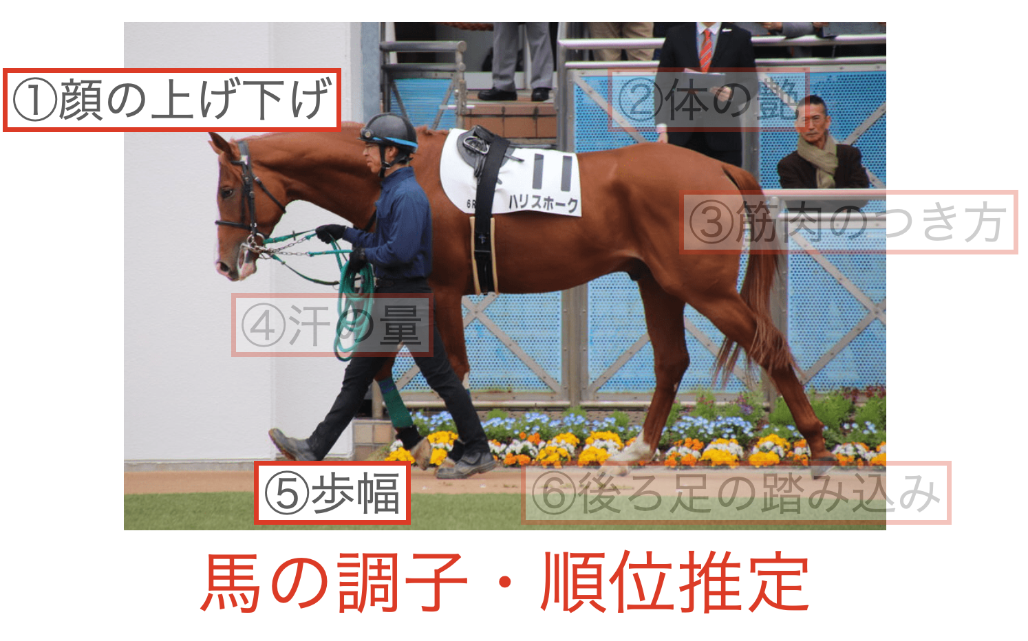 GitHub - AdachiKenta-0126/umaAlysis_paddock