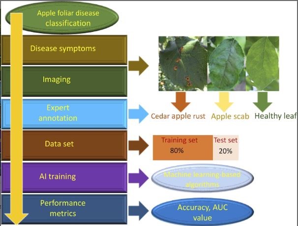 GitHub - Interioamar/Plant-Pathology: Identifying leaf disease