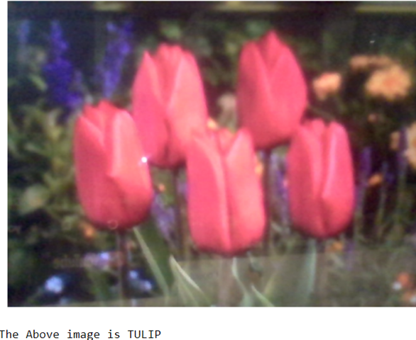 GitHub - Badrieshwar/HCL-INTERNSHIP: FLOWER RECOGNIZATION USING DEEP ...