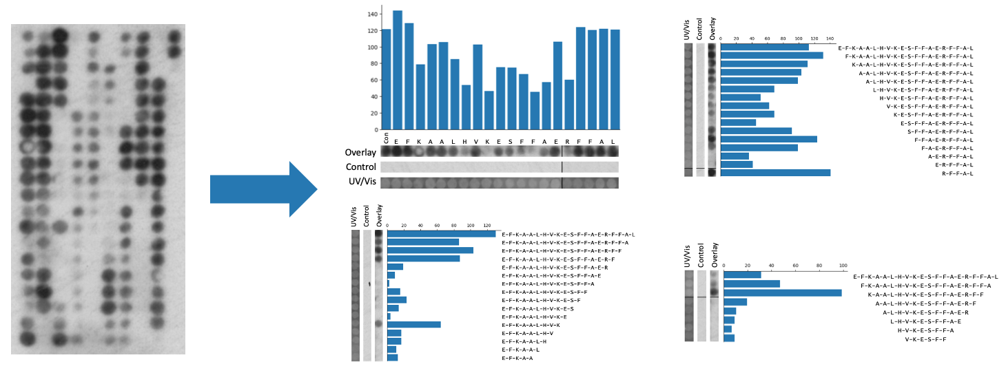 GitHub - thomas-wright-bioinformatics/pep_genie: The Pep Genie ...