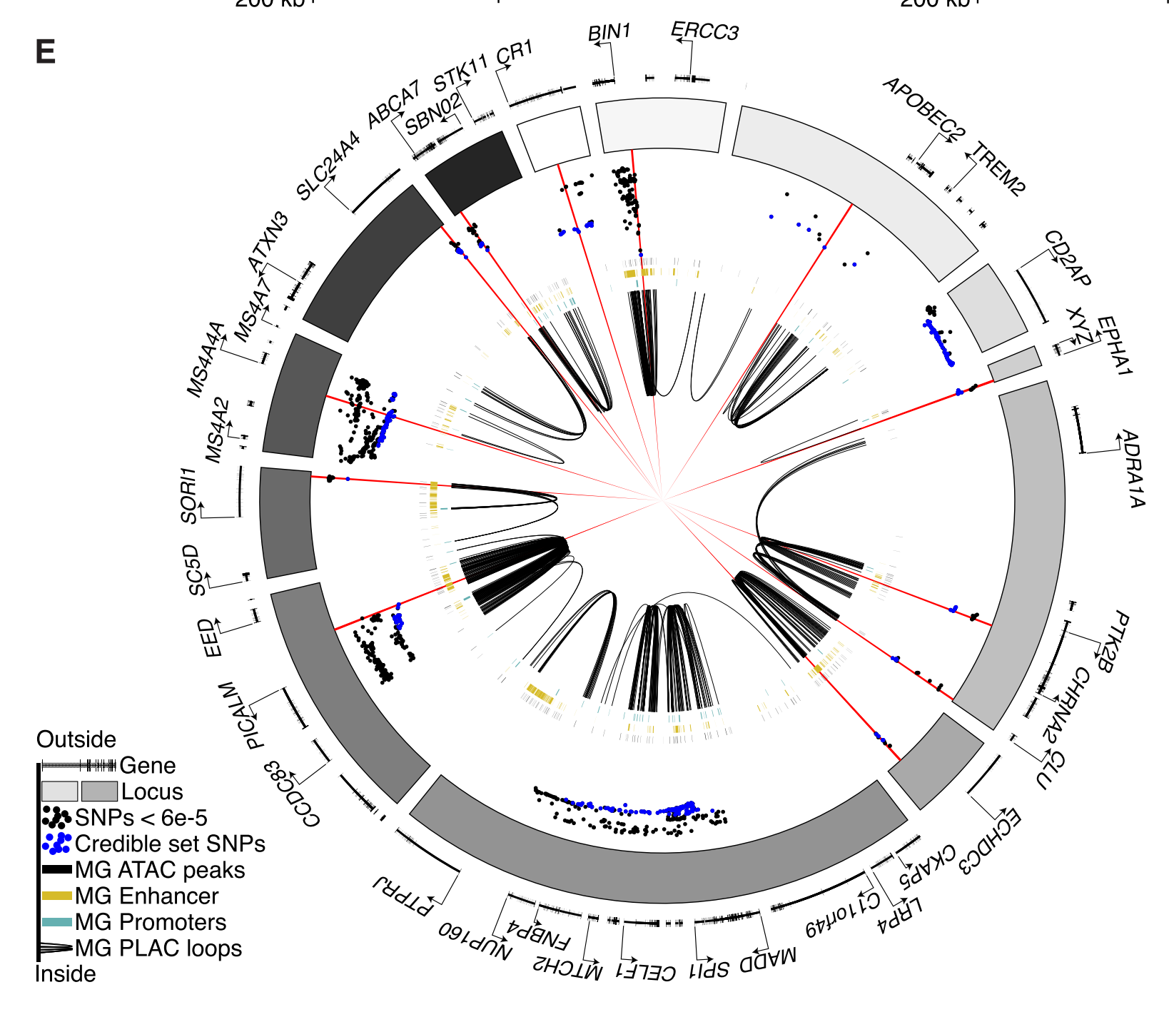 Annotate gene · Issue #10 · lvulliard/BioCircos.R · GitHub