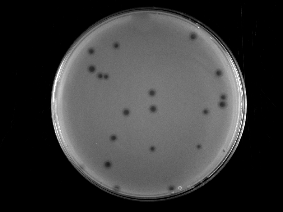 GitHub - guogenglin/phage_plaque_count: Auto detection and count the ...