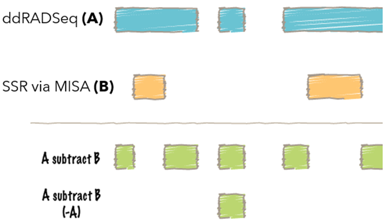 GitHub - joaovmio/Identificacao-regioesSSR-dados-ddRAD-seq: O código está projetado para ...