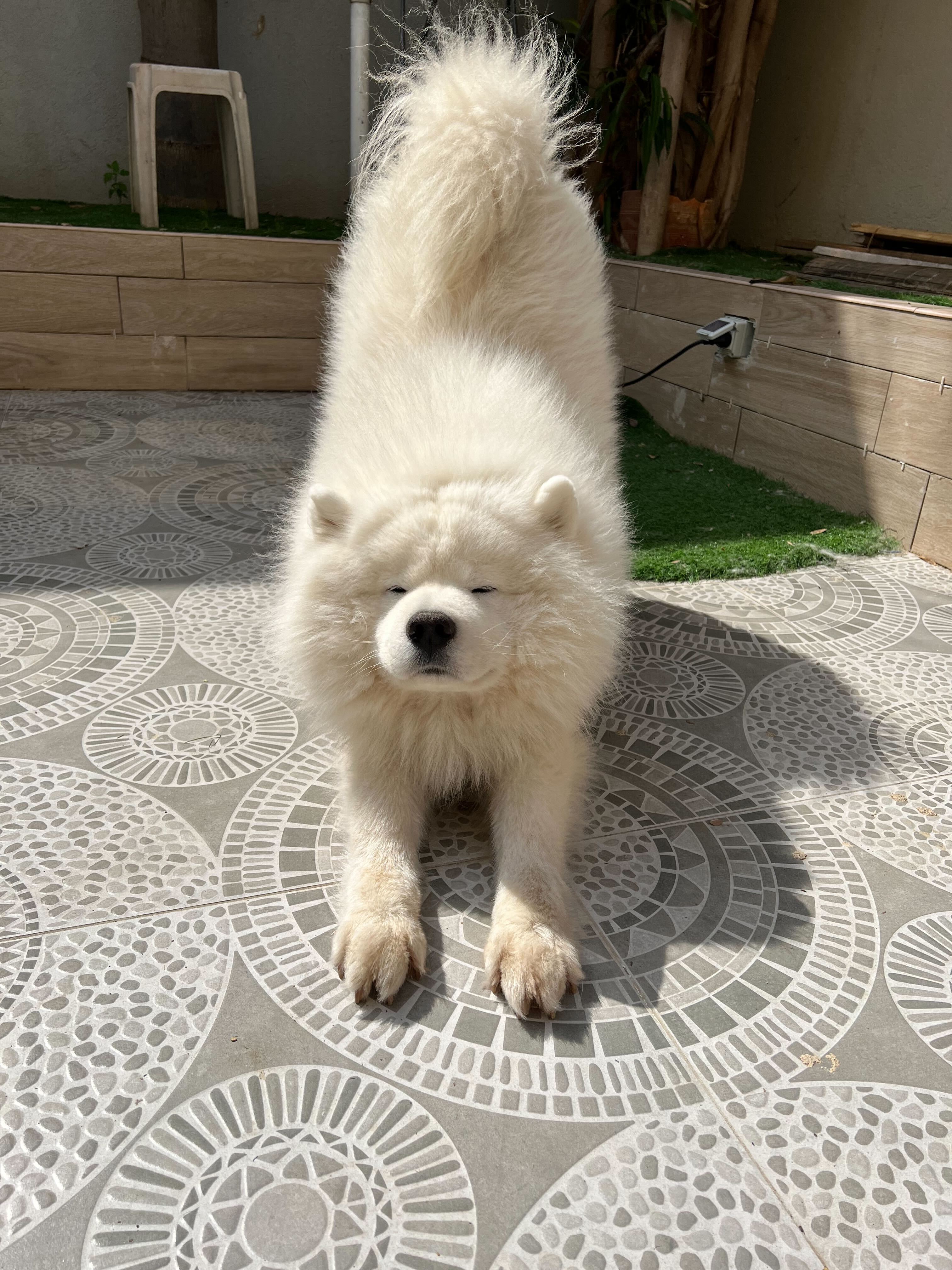 Quick Help Sharp Resize Function Is Not Working Related With The Width And Height · Issue 3537