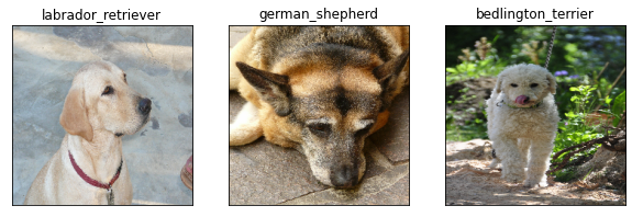 GitHub - LapoDini/Dog-Breed-Classification