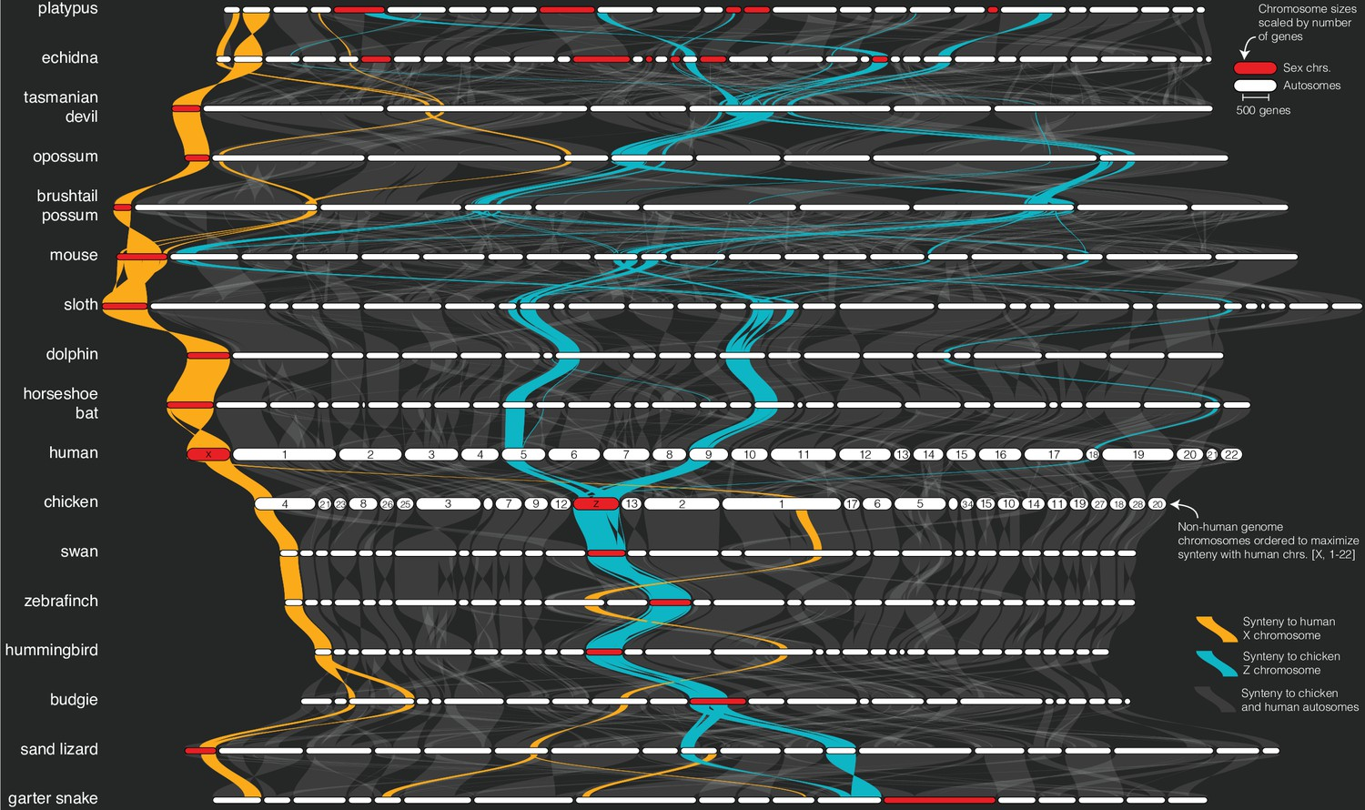 gff error · Issue #33 · jtlovell/GENESPACE · GitHub