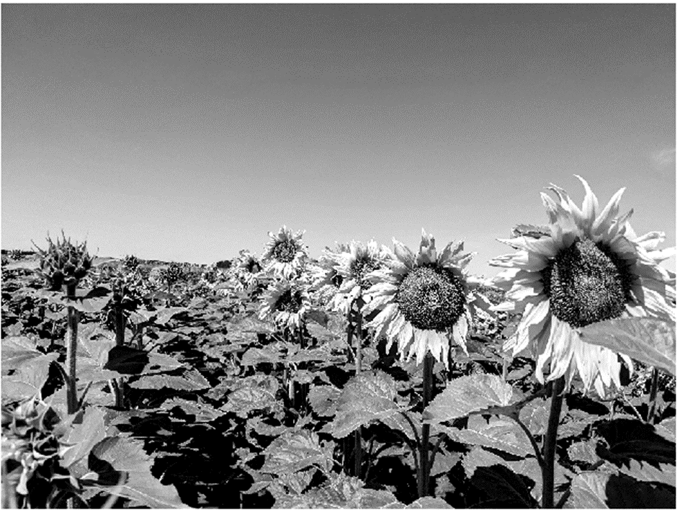 GitHub - AliBgisrs/Split-RGB-into-separate-bands: If you need to split your RGB image into ...