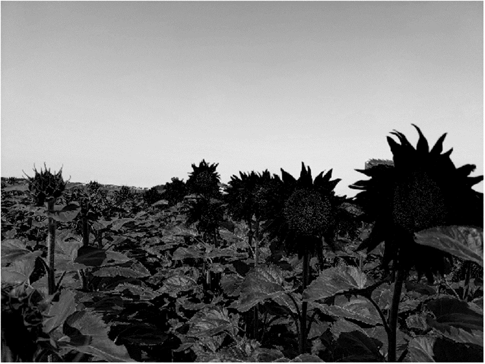 GitHub - AliBgisrs/Split-RGB-into-separate-bands: If you need to split ...