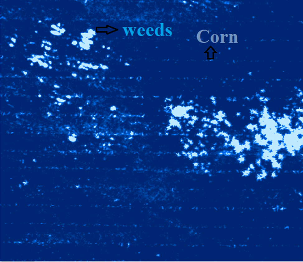 Github Alibgisrs Weed Detection In Corn Field If You Require