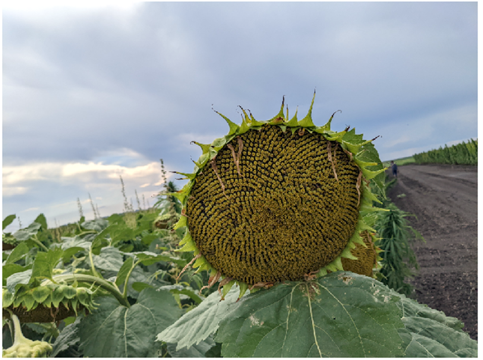 Github Alibgisrs Sunflower Seed Detection Using Image Processing And